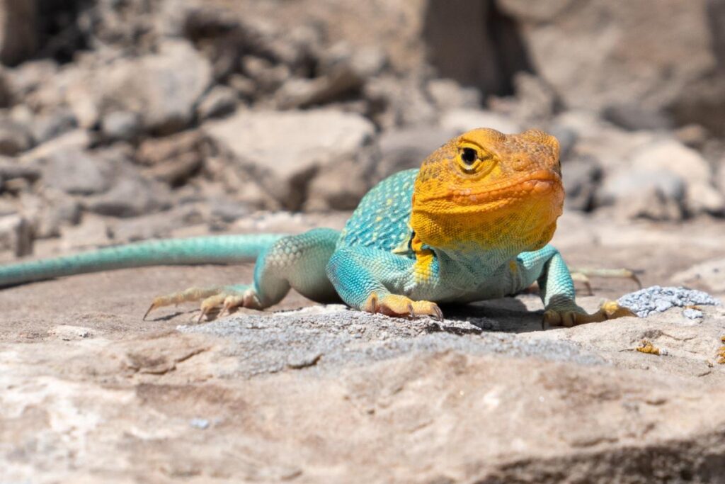 Lizards - walk, talk and draw for kids - Colorado National Monument ...